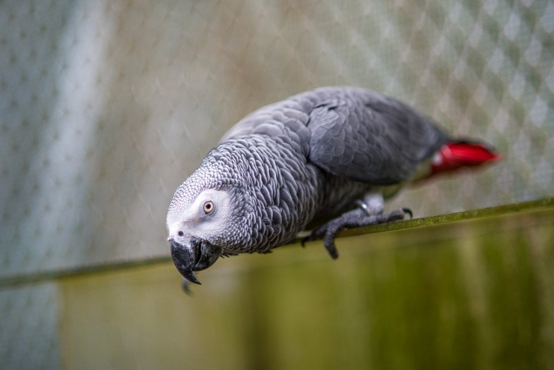 「世界鸚鵡日」快閃解說，北市動物園呼籲不棄養 - TNL The News Lens 關鍵評論網