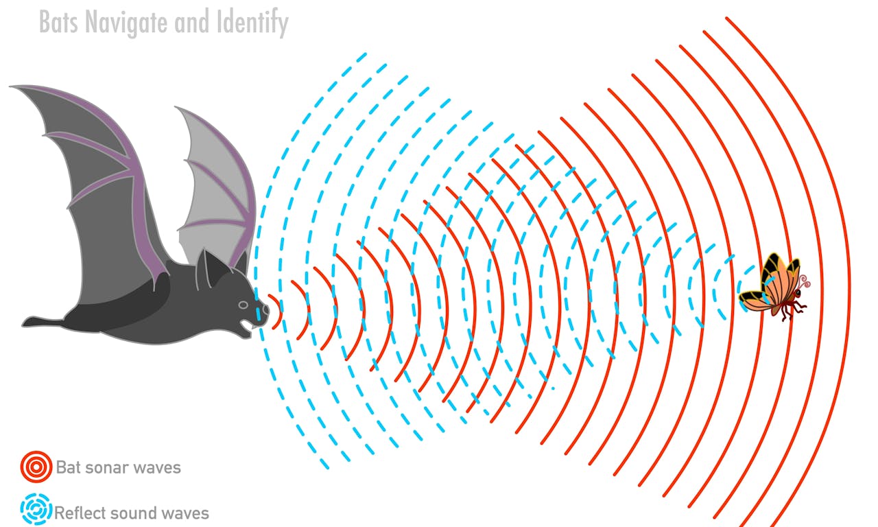 《聽見生命之聲》：蝙蝠究竟是如何習得聲音的呢？母蝠也像人類會對幼蝠說「媽媽語」 - TNL The News Lens 關鍵評論網