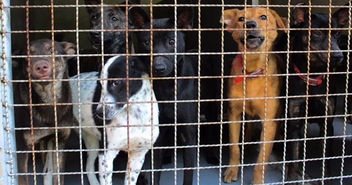 TNVR不是解決流浪動物問題的第一步，「寵物登記」才是關鍵 - TNL The News Lens 關鍵評論網