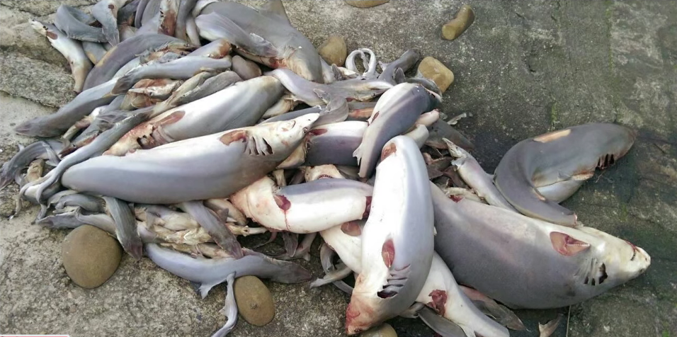 Piles of Sharks Without Fins Found Under Bridge In Taiwan - The News ...
