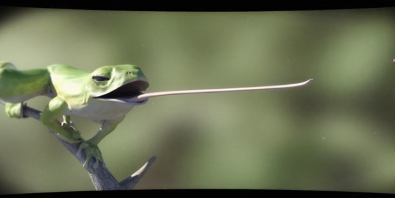 Taiwan Animation Nominated in the Academy Awards of the Animation ...