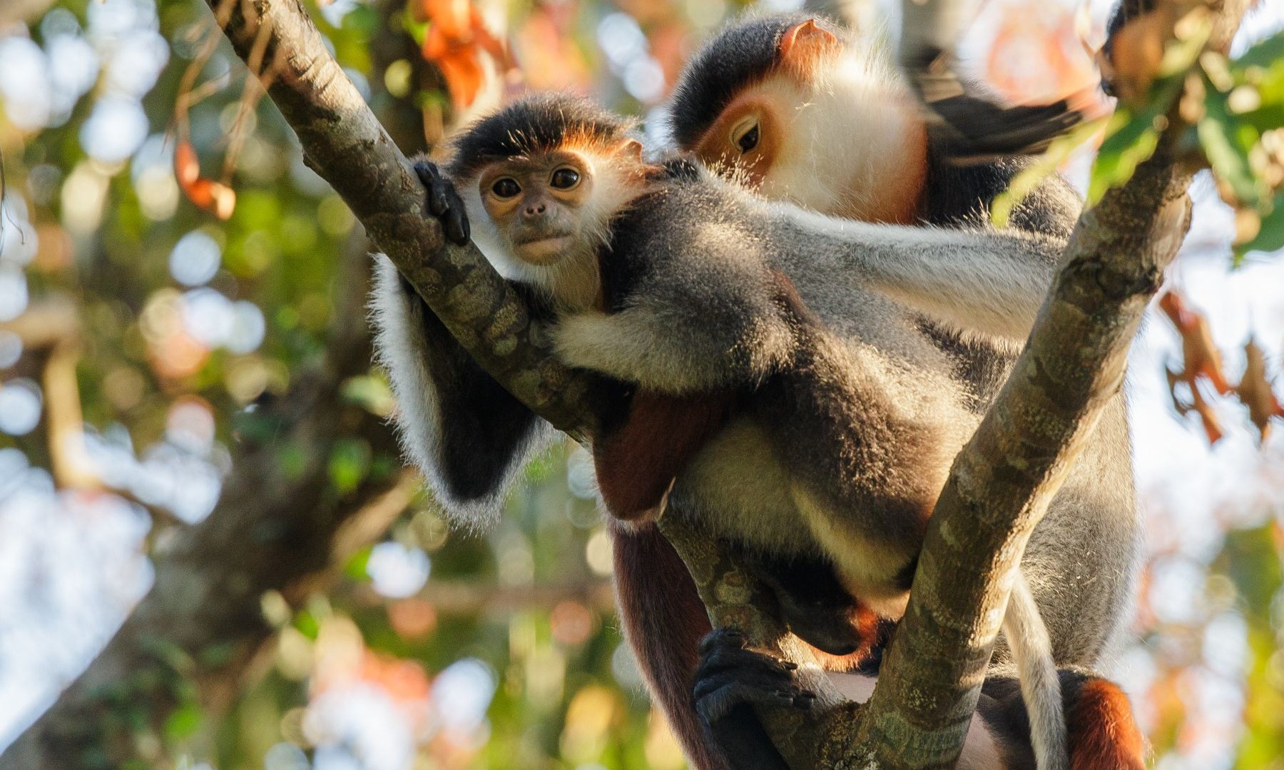 Hanging Out with Vietnam's Critically Endangered Primates - The News ...