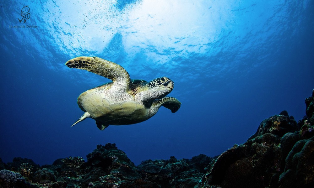 Sea Turtles of Taiwan Place Bronze in Paris Photography Contest - The ...