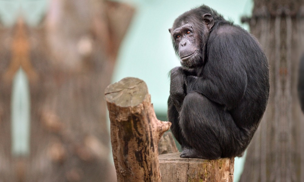 Apes in Asian Circus-Style Shows on Rise — So is Trafficking - The News ...